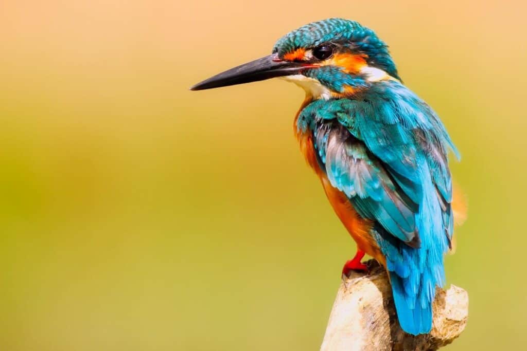 What Sounds Do Birds Make? (A Biologist Explains in Full! - Birding ...