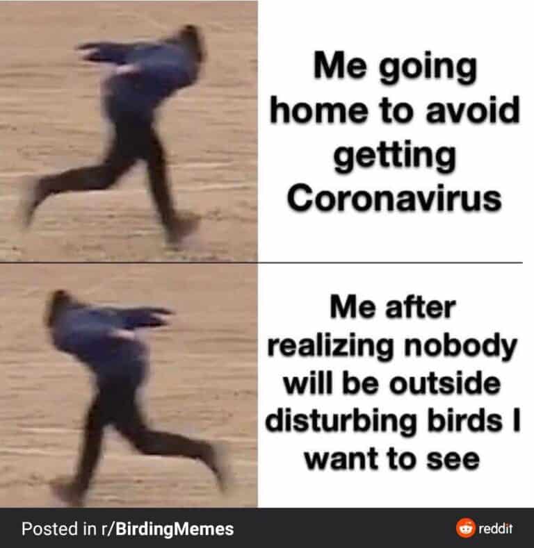 20 Funniest Bird Watching Memes (Guaranteed to laugh!) - Birding Outdoors