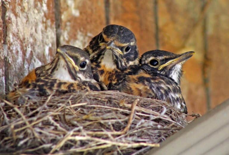 How Do Birds Protect Themselves? (7 SURPRISING Ways!) - Birding Outdoors