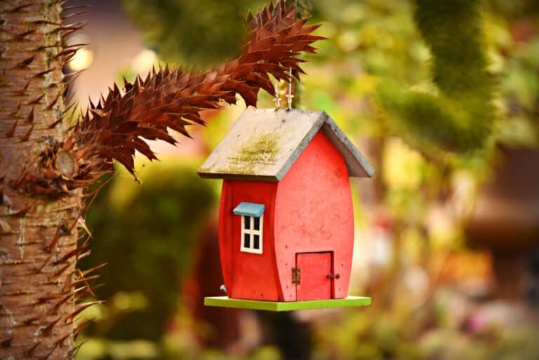Birds Won't Use Birdhouse? (Here's 13 Reasons Why!) - Birding Outdoors