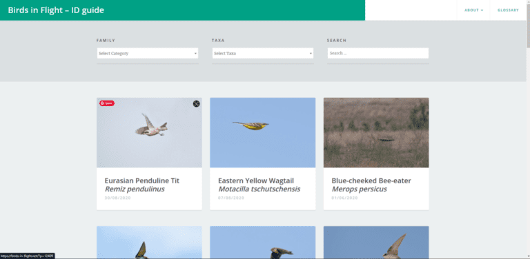 9 Best Ways To Identify Birds In Flight (BONUS resources!) - Birding ...