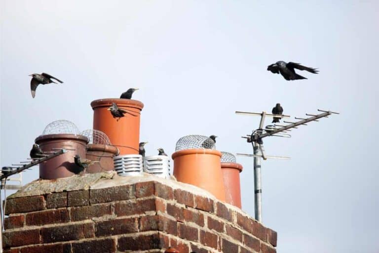 Why Do Birds Keep Flying Into My House? (6 Reasons WHY!) - Birding Outdoors