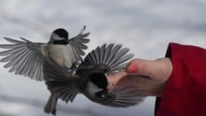 Are Birds Scared of Humans? (A Surprising ANSWER!) - Birding Outdoors
