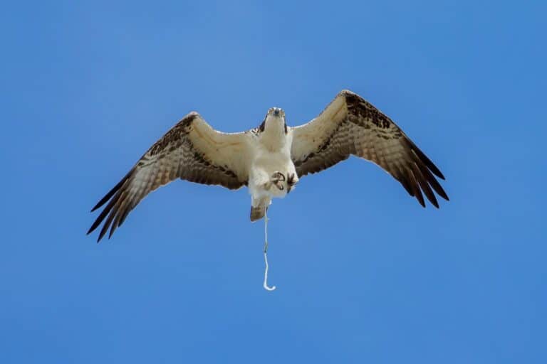 How Often Do Birds Poop? (SURPRISING Answer! + FAQs) - Birding Outdoors