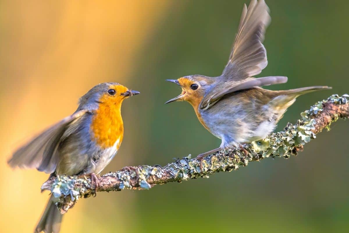 Why Does My Bird Bite My Mouth? [ANSWERED! + FAQs] - Birding Outdoors