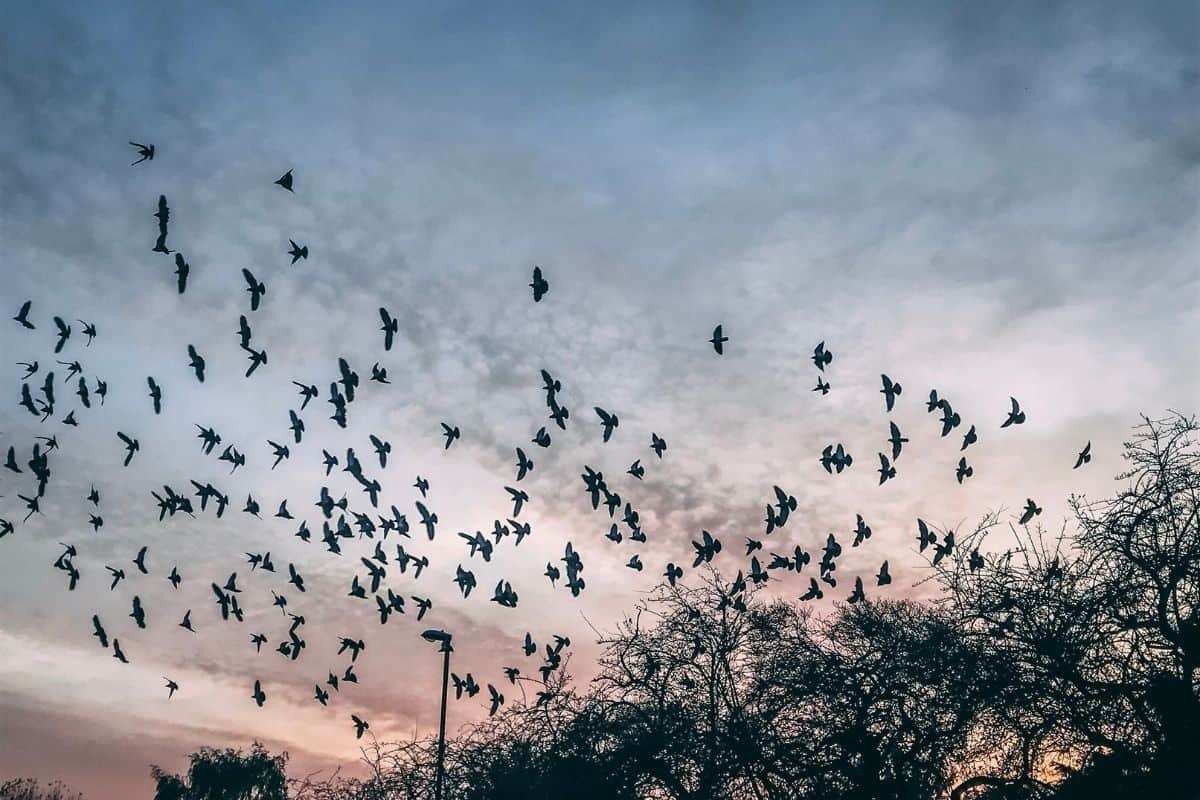 Why Do Birds Fly At Sunset? (Biologist Explains a Curious Answer ...