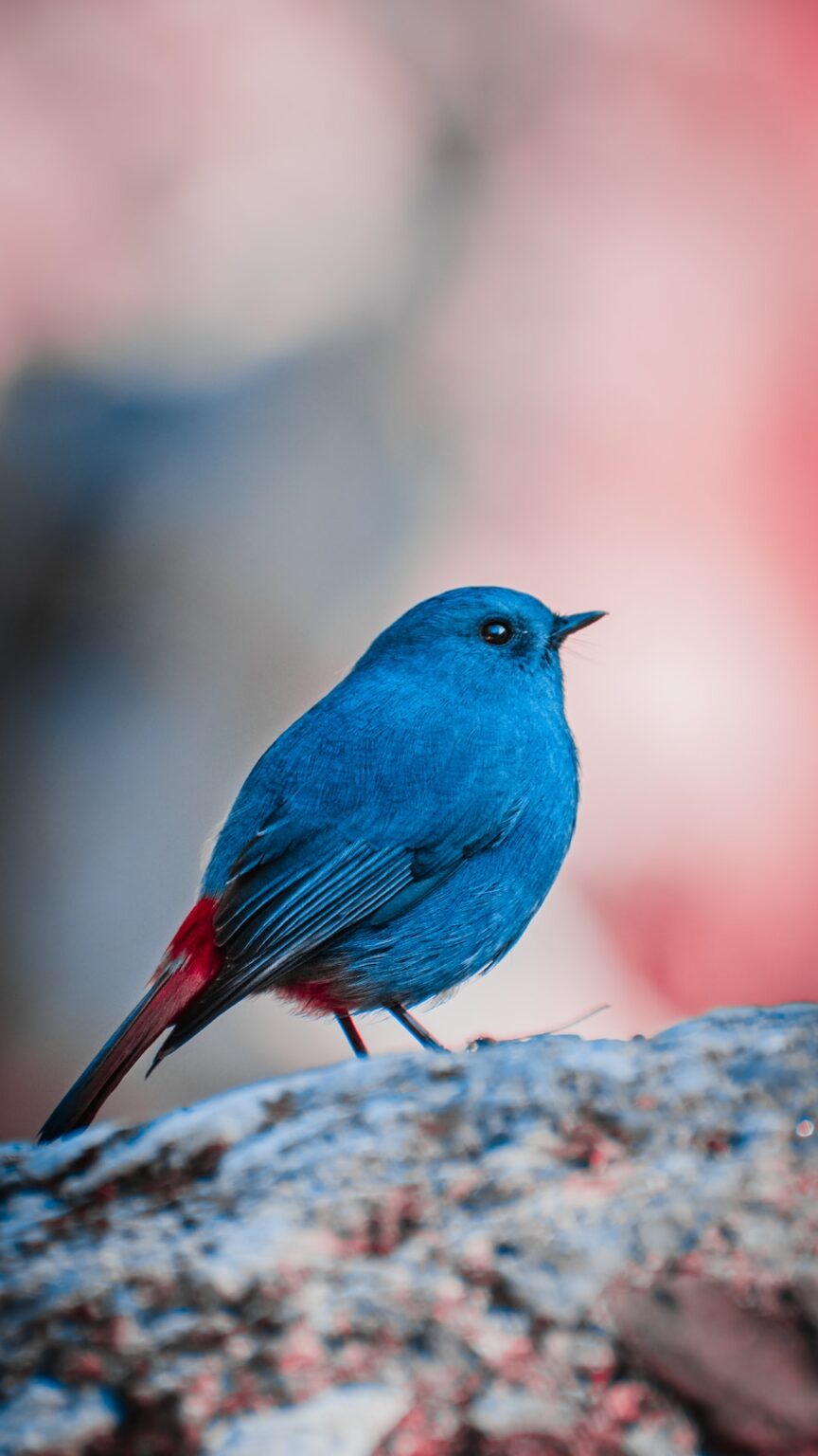 What Colors Attract Birds? (A Complete Guide!) - Birding Outdoors